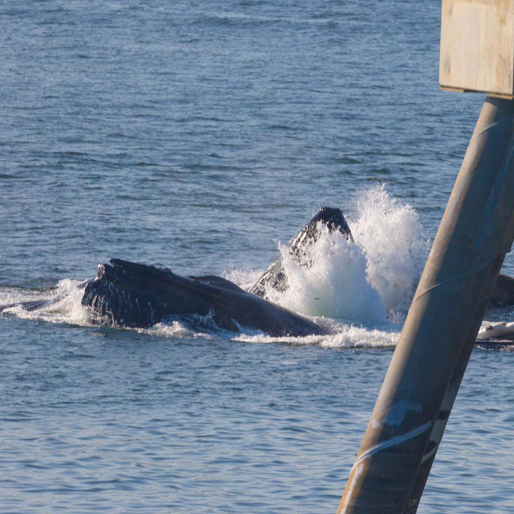 Whales at Icy Straight Point, Alaska - Ian Hardacre