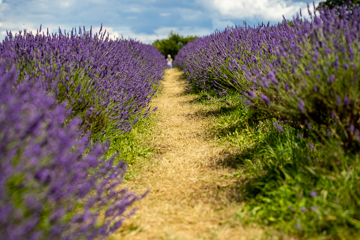 August 2020: Mayfield Lavender in Surrey - Ian Hardacre