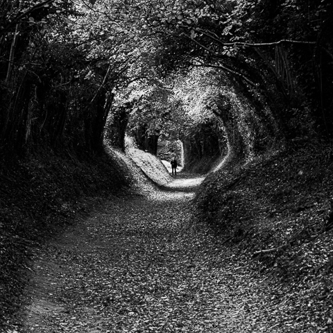 Halnaker Tree Tunnel : November 2021 - Ian Hardacre